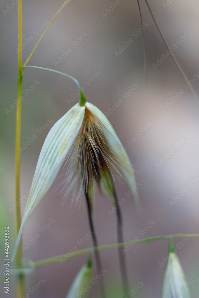 Fotografie Detail of Avena sterilis, as known as wild oat, wild red oat ...