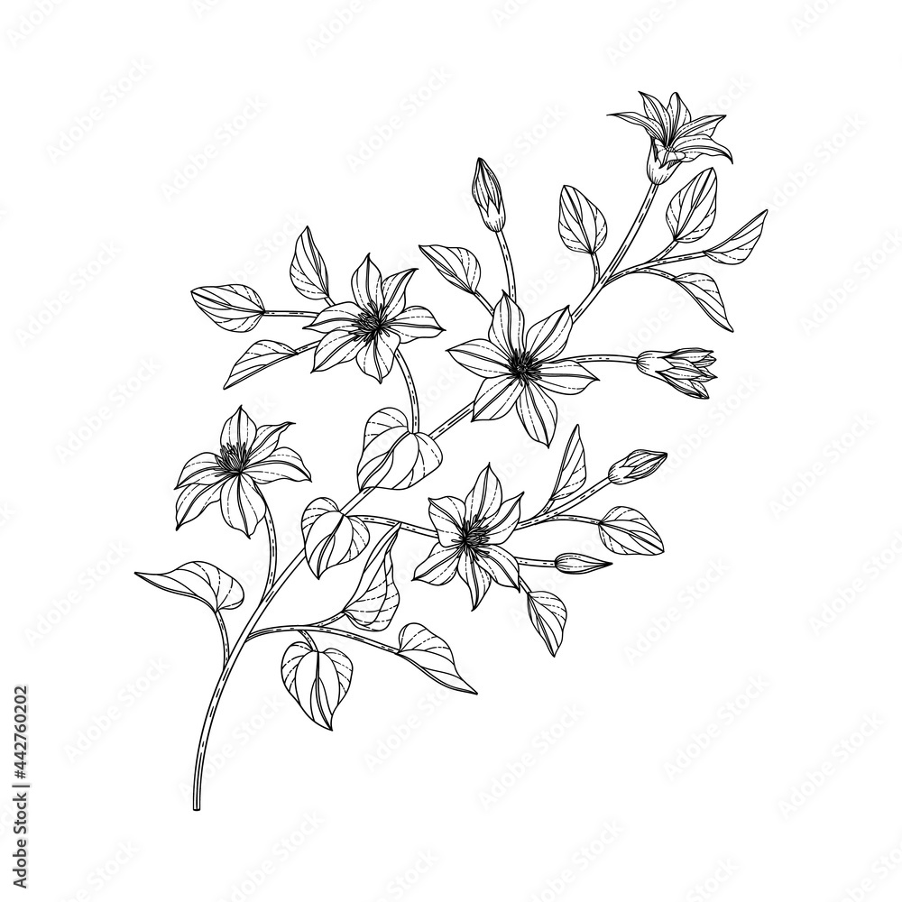 Hand drawn clematis floral illustration.. Stock Vector | Adobe Stock