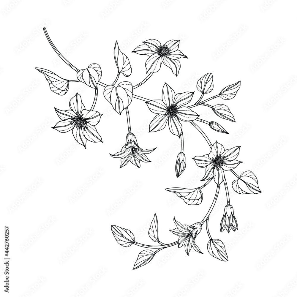 Hand drawn clematis floral illustration.. Stock Vector | Adobe Stock