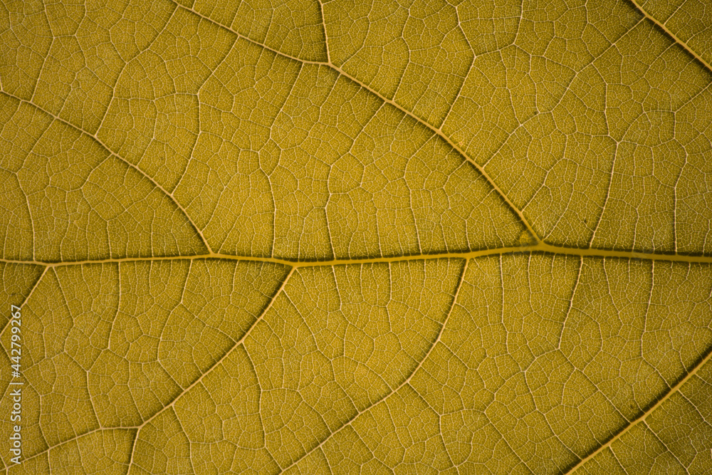 Fondo con textura de hoja vegetal marrón Stock Photo | Adobe Stock