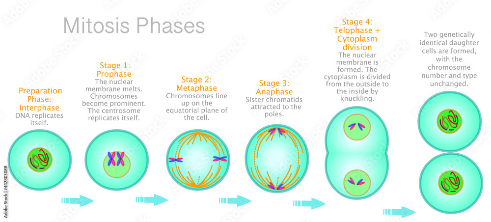 Stages of Mitosis phases. Cell division diagram. Anaphase, telophase, metaphase, pro metaphase ...