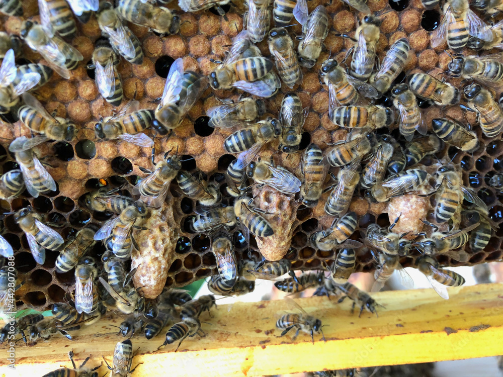 Bees covering a frame of honeycomb with several hatched queen cells ...