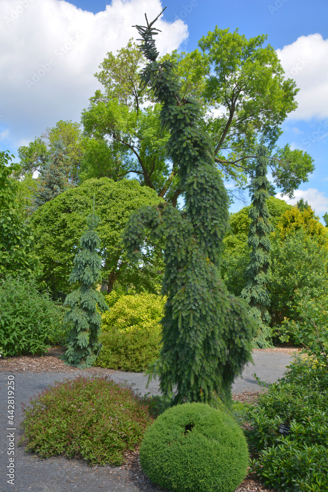 Picea omorika, common name Pancic spruce or Serbian spruce is a species ...