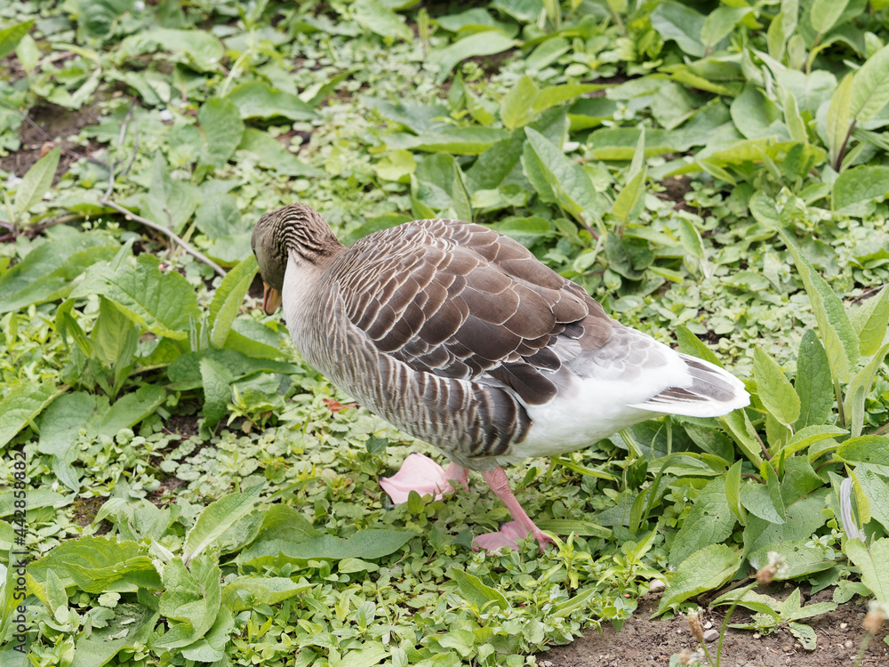 (Anser anser) Greylag or graylag goose, the largest of grey geese ...