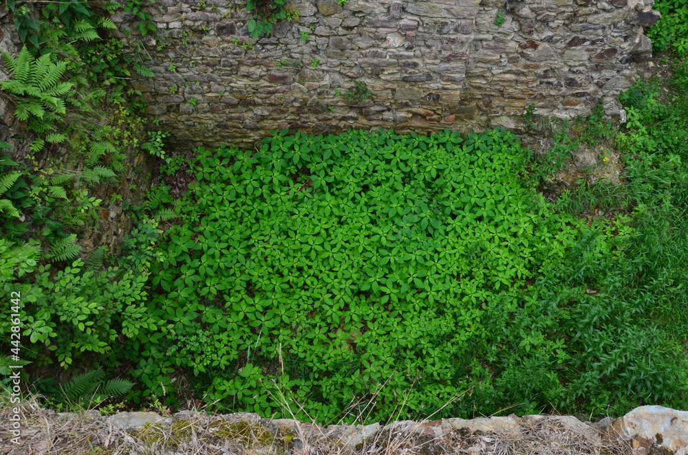 main palace of the medieval castle palace from the ruined tdi around ...
