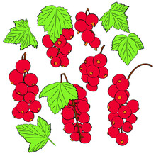 Red Currants Line Art Free Stock Photo - Public Domain Pictures