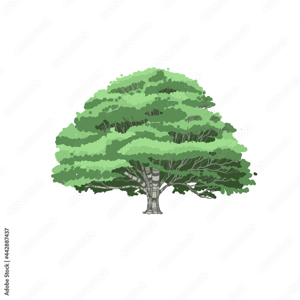 Samanea Saman, gigantic rain tree in the tropical forest, spring and ...