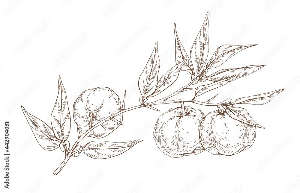 Outlined vintage botanical drawing of yuzu fruits growing on tree ...
