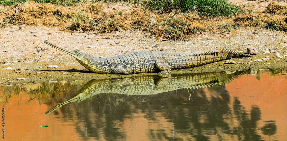 The gharial, also known as the gavial or the fish-eating crocodile, is ...