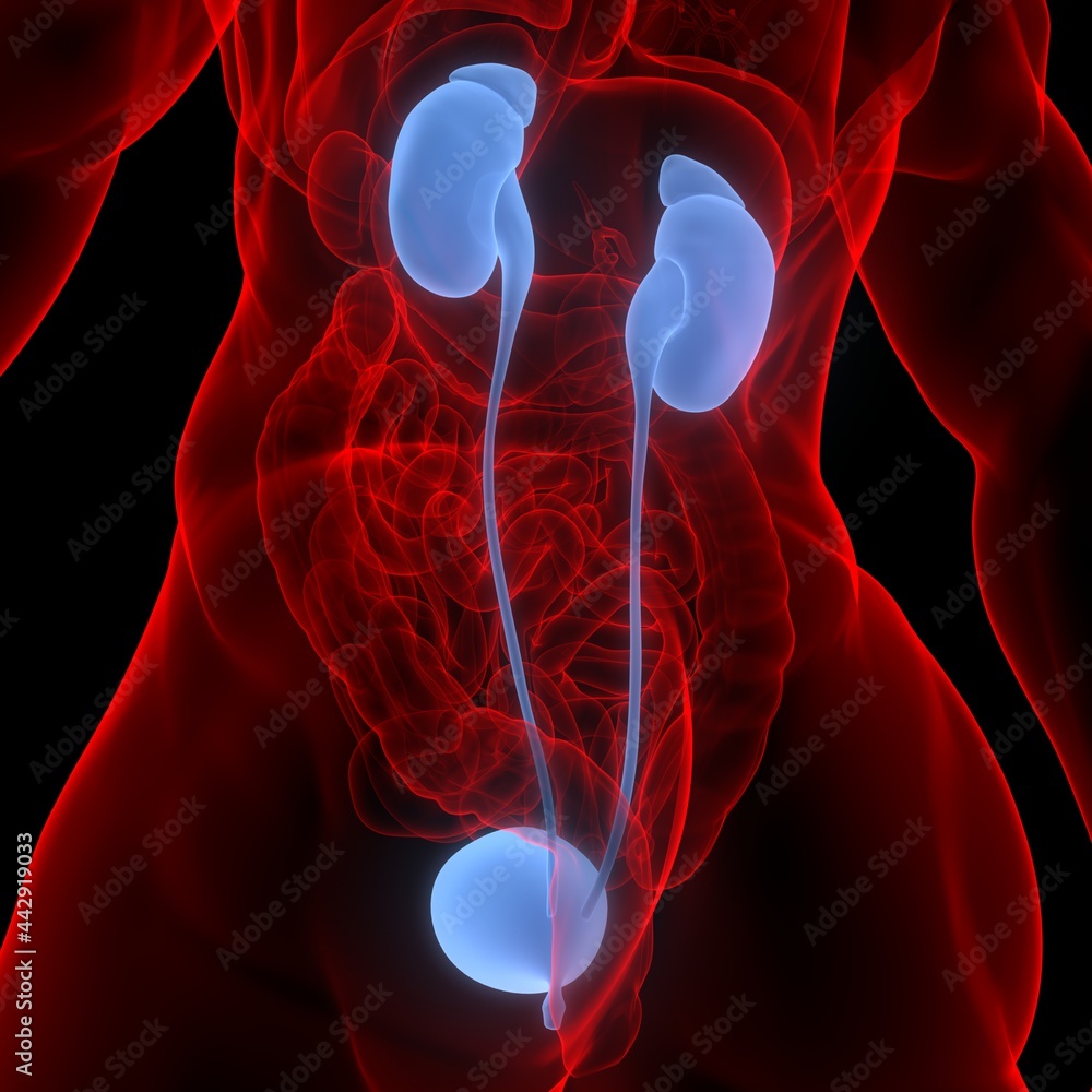 Illustration Stock Human Internal Organs Urinary System Kidneys with ...