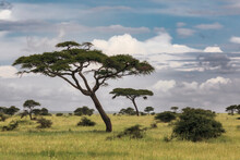 Trees And Veld Free Stock Photo - Public Domain Pictures