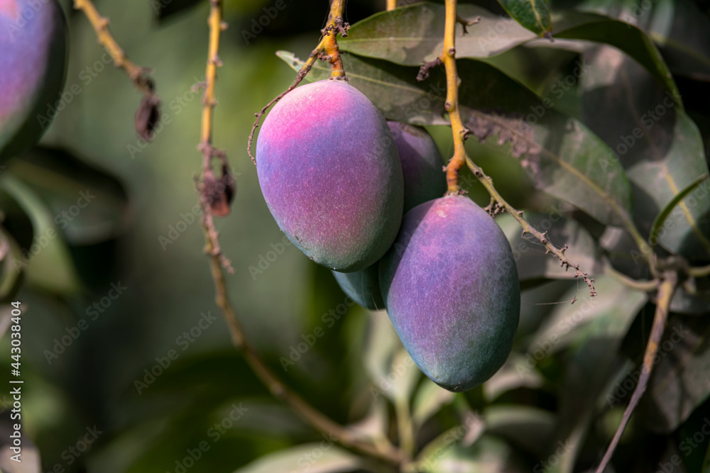 Stock-Foto „colourful mangoes from mango farms of Pakistan , best ...