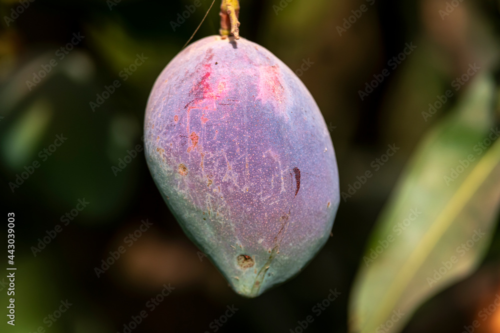 colourful mangoes from mango farms of Pakistan , best mangoes in the ...