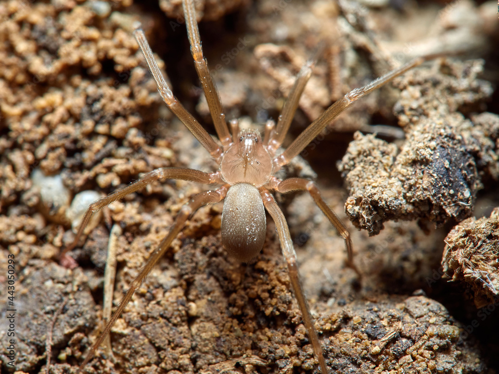 Mediterranean recluse spider. Loxosceles rufescens Stock Photo | Adobe ...