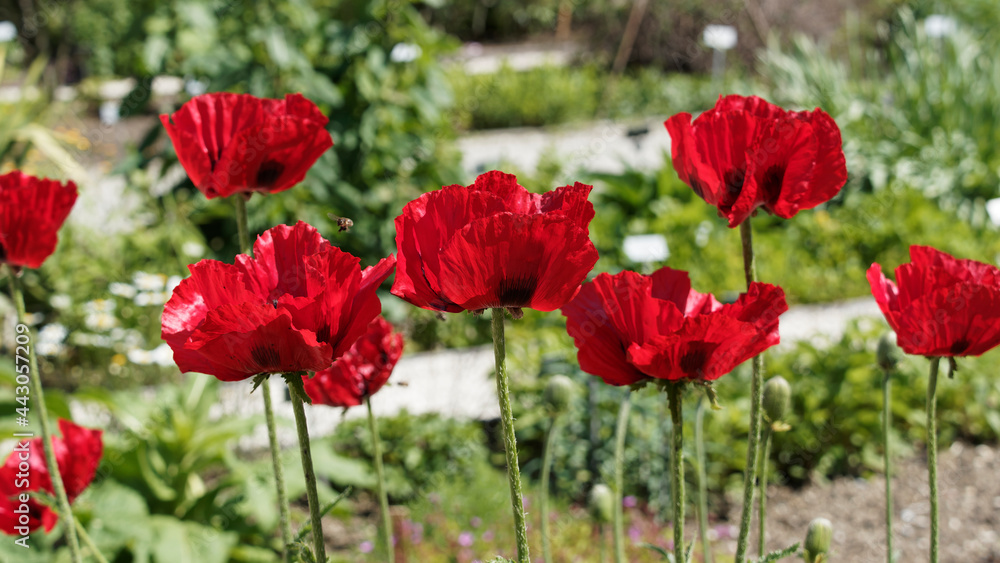 (Papaver bracteatum) Groups of flowers of startling red, black heart ...