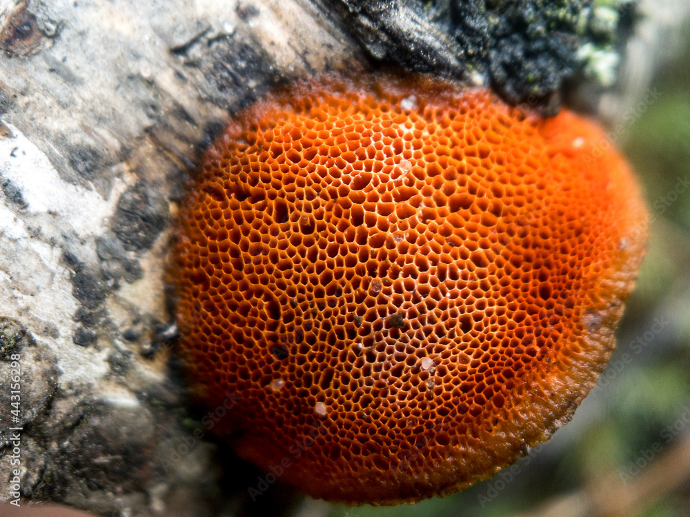 Macro photo of Pycnoporus coccineus, saprophytic white-rot decomposer ...