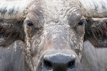 Long-horned Buffalo Free Stock Photo - Public Domain Pictures