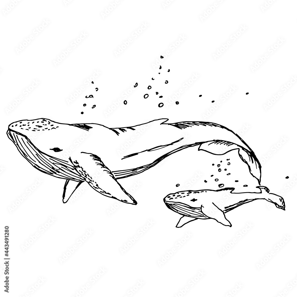 Vector hand drawn illustration of two whales. Mother and baby. Drawings ...