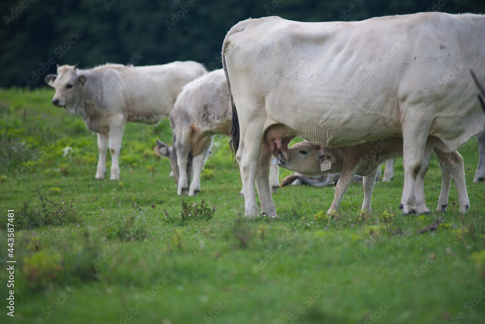 Hungarian Grey. Domesticated cattle breed. Ancient breed of domestic ...