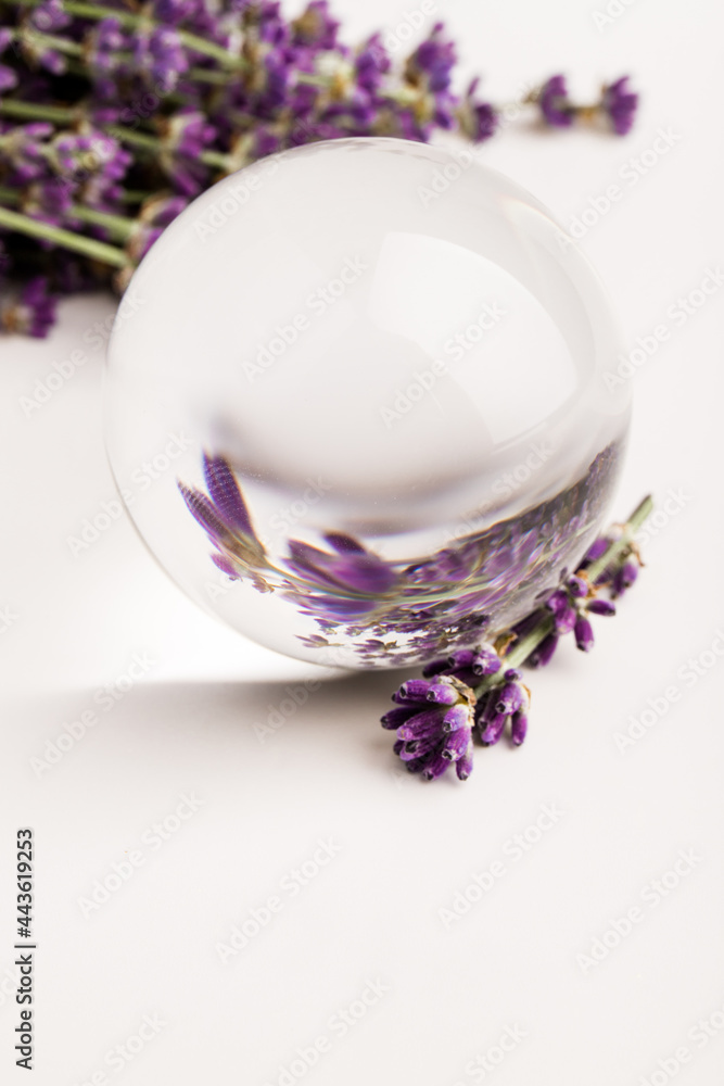 Lavender flower (Lavandula angustifolia, Hidcote) in closeup. Fragrant ...