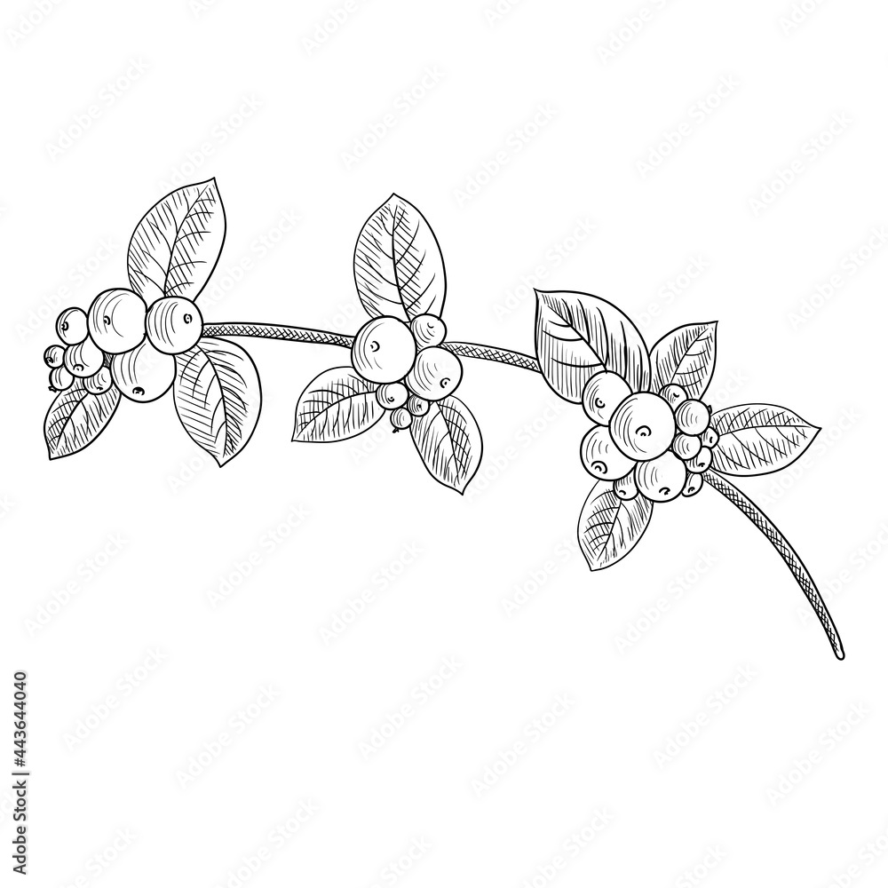 vector drawing branch of snowberry tree with leaves and berries ...