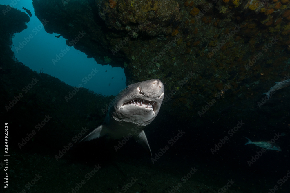Sand tiger shark (Carcharias taurus) in South Africa, where it is ...