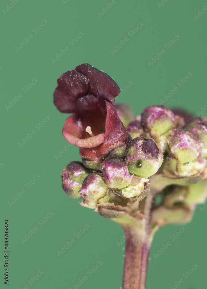 Scrophularia species figworts medium-sized plant with small reddish ...