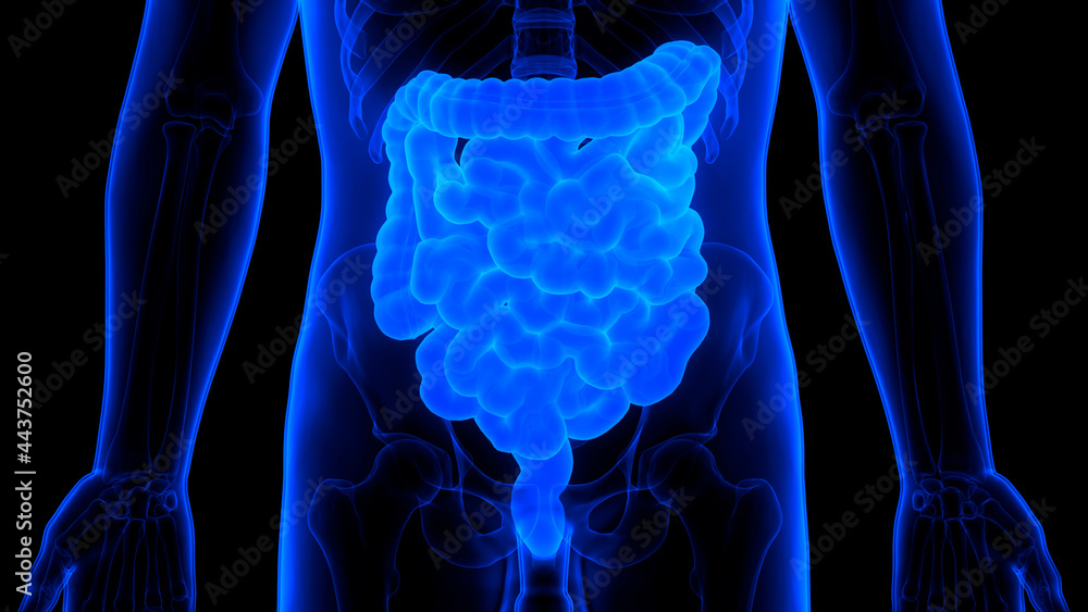 Human Digestive System Large and Small Intestine Anatomy Stock ...