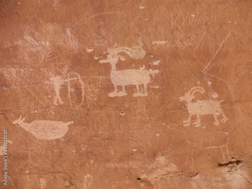 ancient, native american fremont culture petroglyphs of bighorn sheep ...