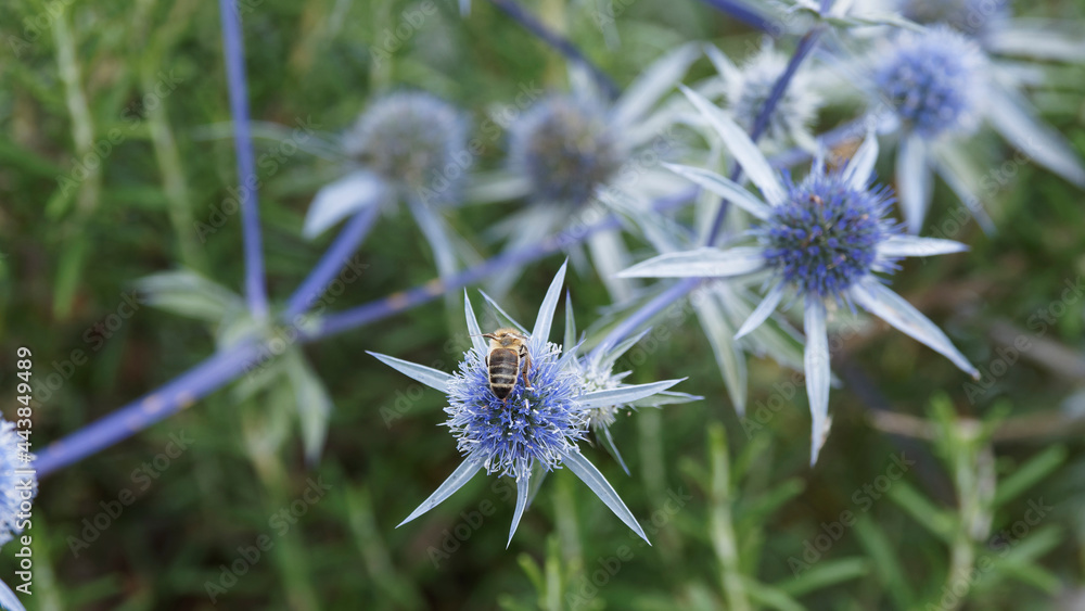 (Eryngium planum) Une abeille visitant une petite fleur ronde de ...
