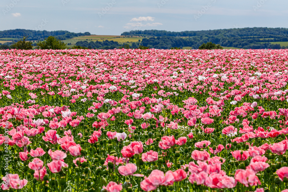 Flowers of an opium poppy field Stock Photo | Adobe Stock