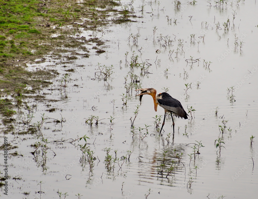 Eastern India. The state of Assam. A Marabou stork deftly catches large ...
