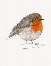 Christmas Robin Free Stock Photo - Public Domain Pictures