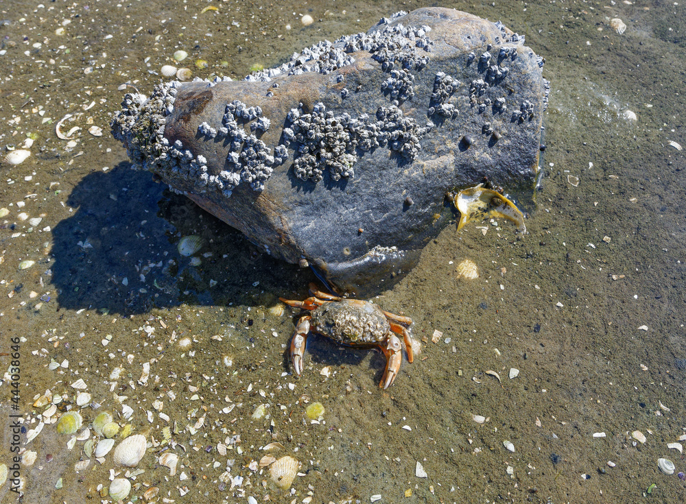 gemeine Strandkrabbe (Carcinus maenas) in Abwehrstellung vor ihrem ...