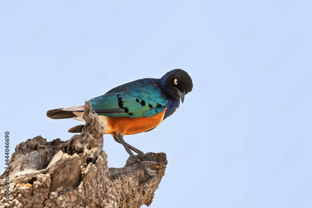 Superb starling, lamprotornis superbus, perched in a dead tree, with ...