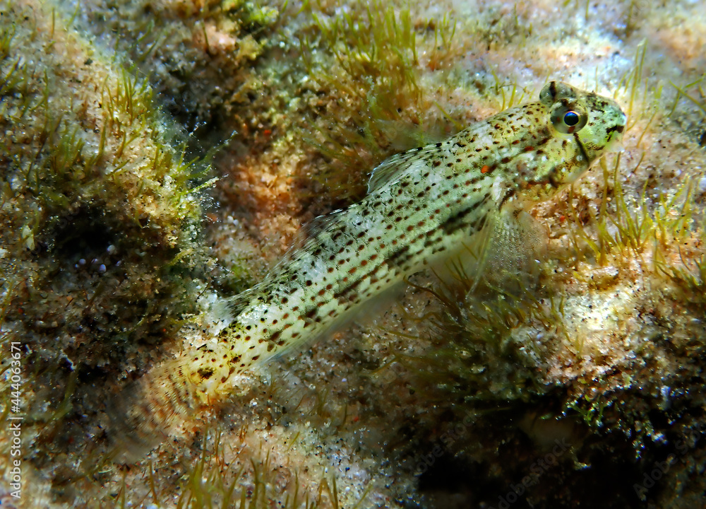 Juvenile common lizard-fish, belongs to the family Synodontidae ...