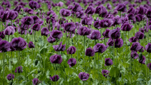 Purple Poppies Free Stock Photo - Public Domain Pictures