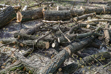 Scattered Broken Logs Free Stock Photo - Public Domain Pictures