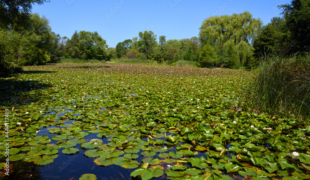 Field of Water lily. Nymphaeaceae is a family of flowering plants ...