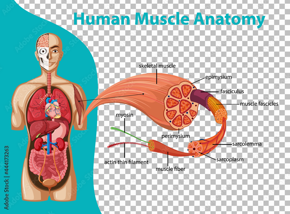 Human muscle anatomy with body anatomy Stock Vector | Adobe Stock