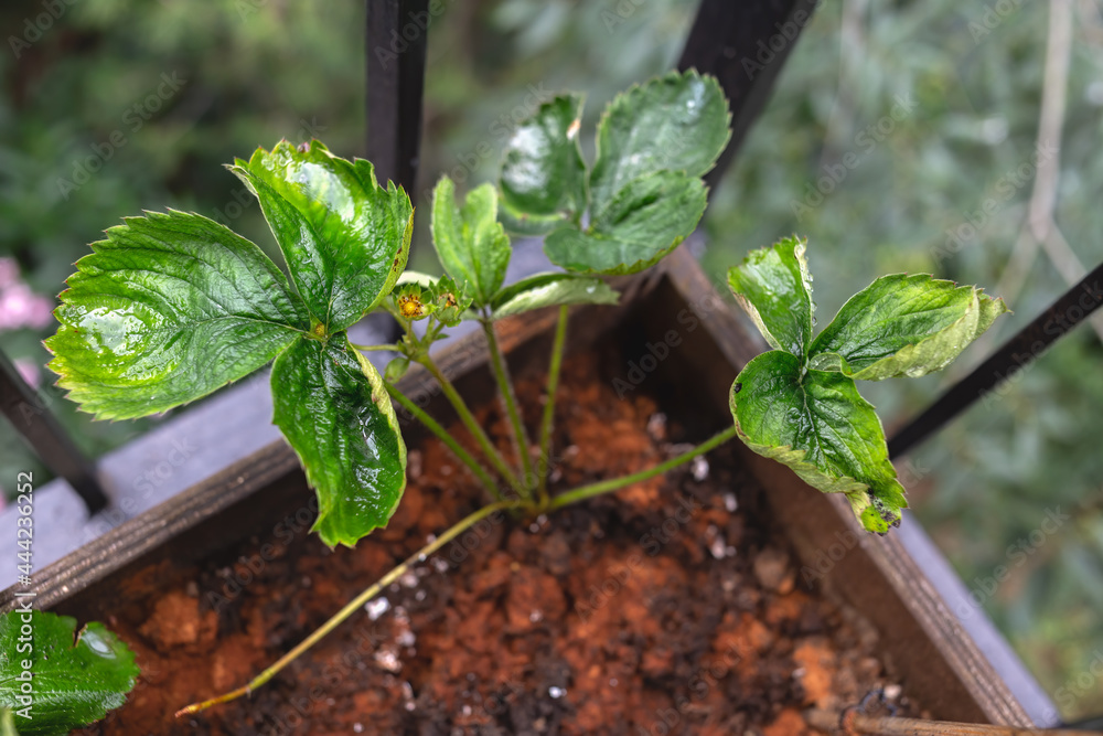 Symptoms of calcium deficiency in albion strawberry plant - Fragaria ...