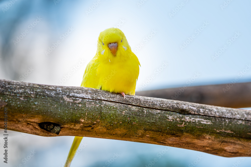 Budgerigar bird (latin name Melopsittacus undulatus). Multiple colored ...