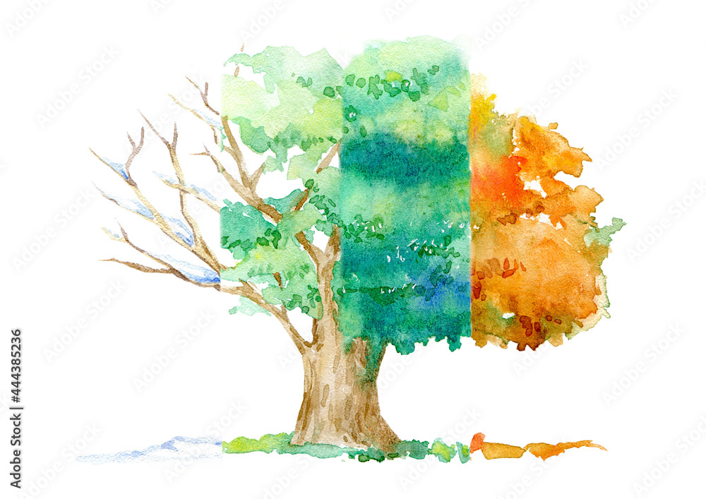 Oak.Deciduous tree and four seasons.Watercolor hand drawn illustration ...