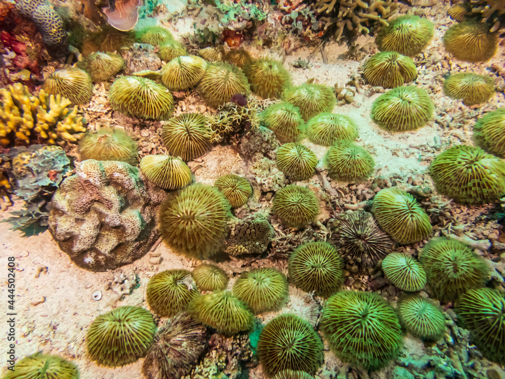 Disc coral, Plate coral, Mushroom Coral, Reef Building Corals (Fungia ...