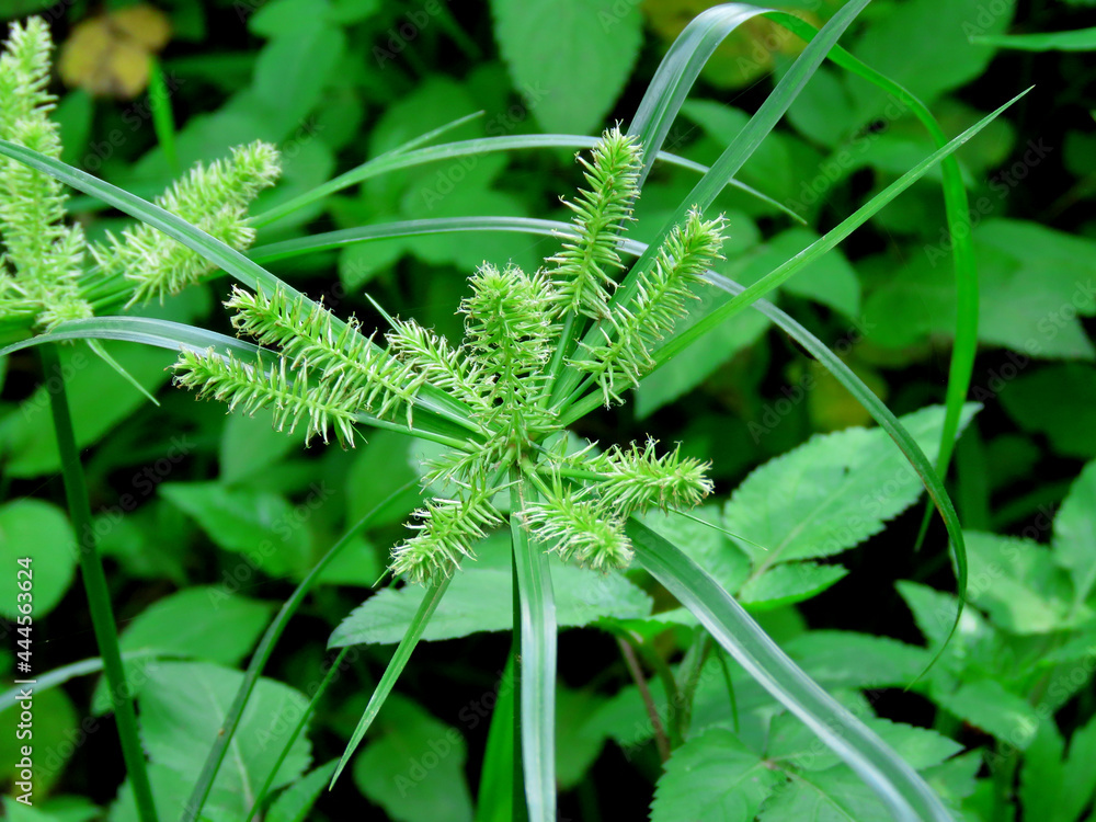 Cyperus strigosus, Cyperus strigosus is a species of sedge known by the ...