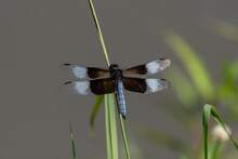 Male Widow Skimmer Dragonfly Free Stock Photo - Public Domain Pictures