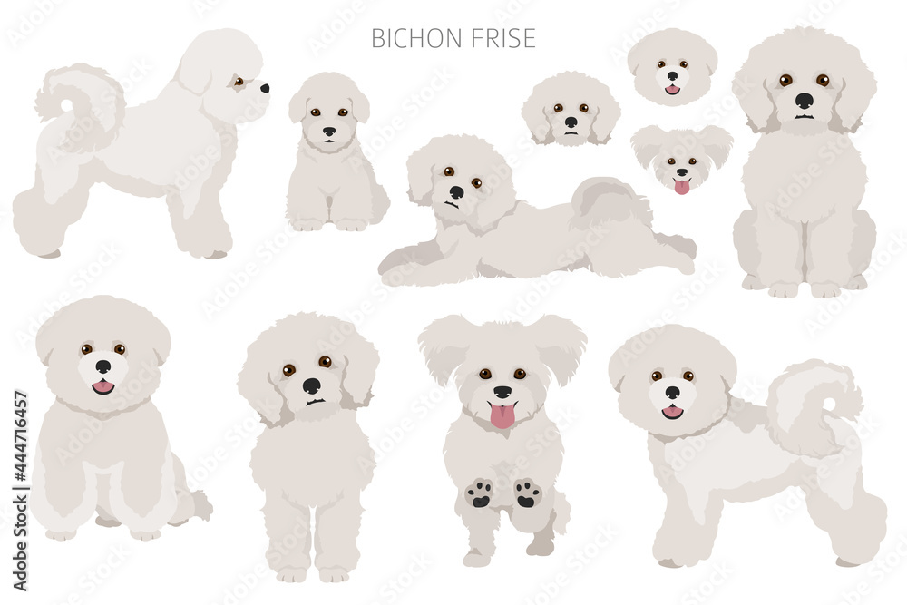 Bichon frise clipart. Different coat colors and poses set Stock Vector ...