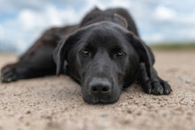 Labrador Retriever In Country Field Free Stock Photo - Public Domain ...