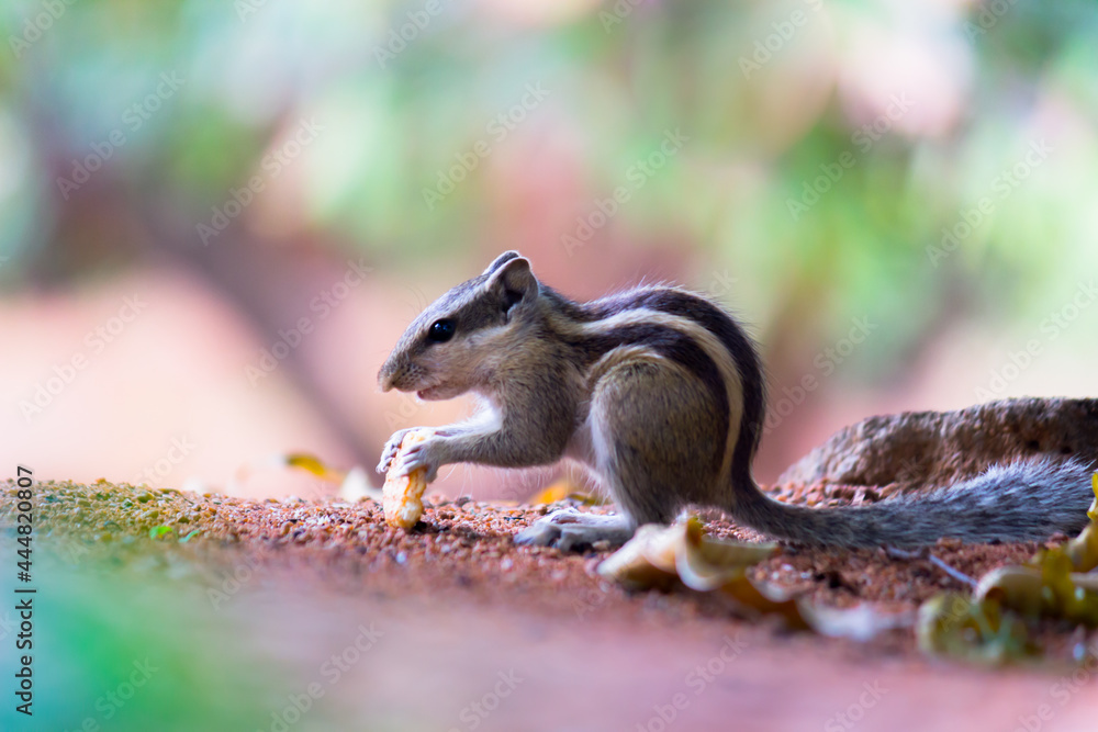 Squirrels are members of the family Sciuridae, a family that includes ...