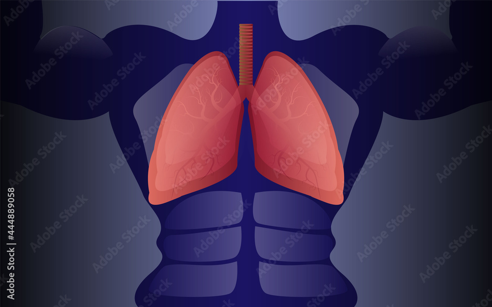 lungs human internal organs on a muscular body or a bodybuilder. Human ...